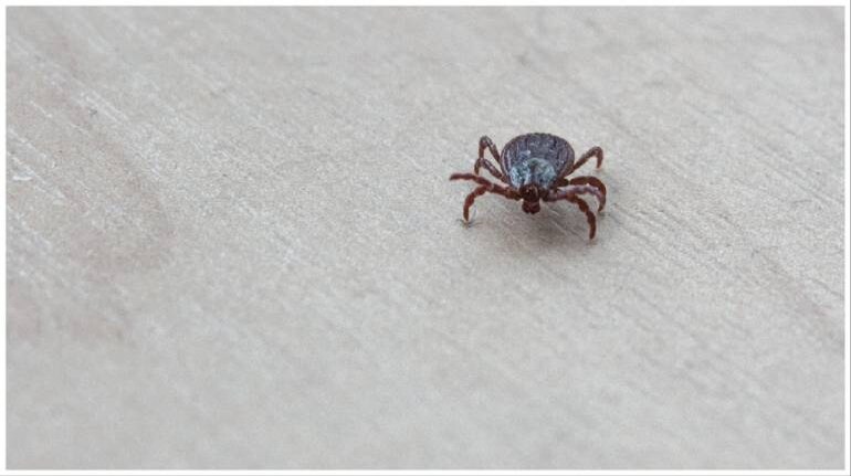 All about Scrub Typhus, the infection that killed 14 in Odisha ...