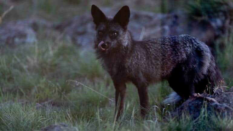 World's first dog-fox hybrid 'dogxim' dies 2 years after being rescued ...