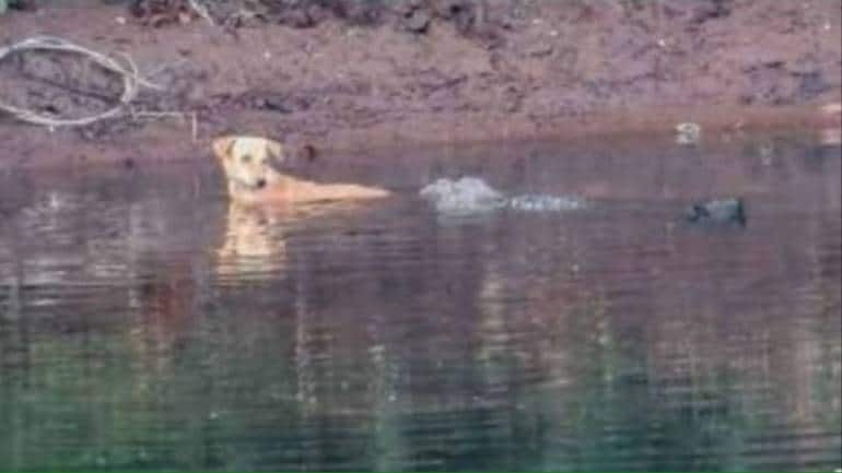 Scientists divided over video of Maharashtra crocodiles saving stray ...