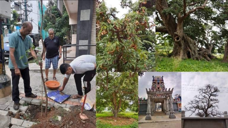 How the love for trees in Bengaluru, home to a biodiversity heritage ...
