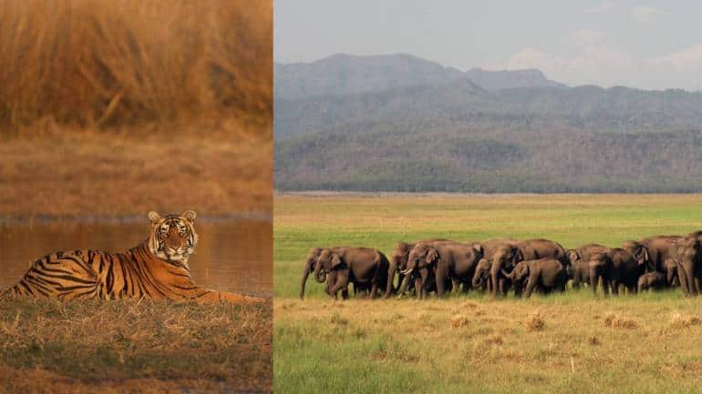 Split Project Tiger and Elephant, experts make their case
