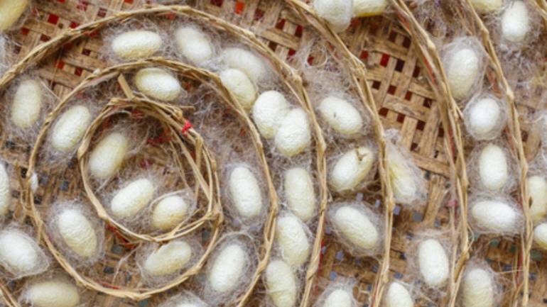 From sutures to vaccine: Here's everything you need to know about silk ...