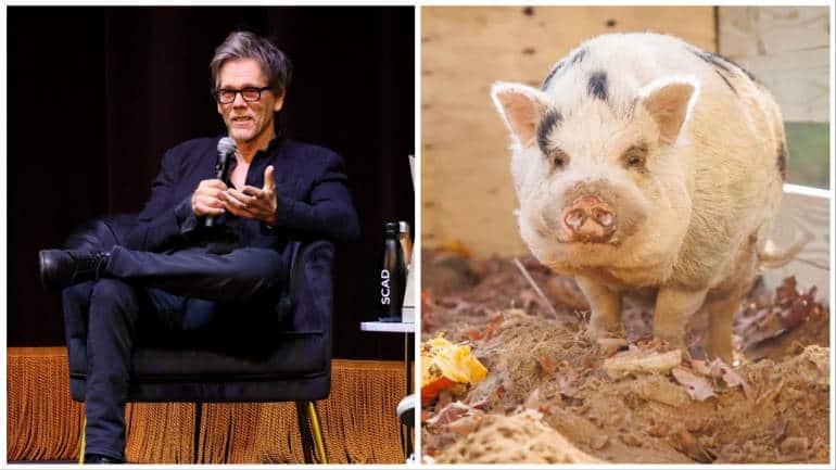 Runaway pig called Kevin Bacon found thanks to actor Kevin Bacon and ...