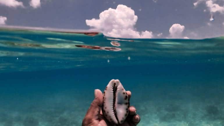 Why the best seashells are found in Maldives and how to identify them