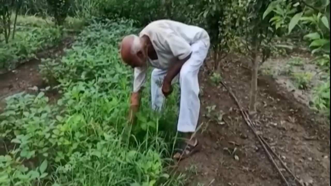 Retired teacher's apple farming experiment in Pune's Indapur yields ...