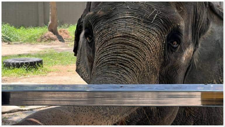 'World's saddest elephant', who lived alone for more than 30 years, dies