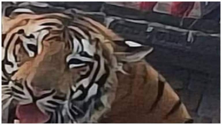 Viral video: Tiger lounges on compound wall in UP village for hours