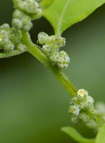 Healthy Indian foods: Winter green bathua is a big bonanza of nutrients