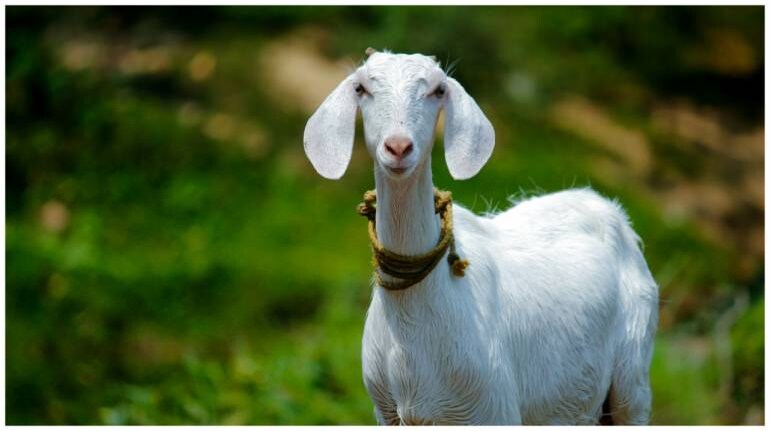 Mumbai man loses Rs 93,000 while trying to buy a goat online: report