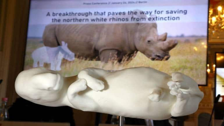 World's first white rhino IVF pregnancy may offer way to save subspecies