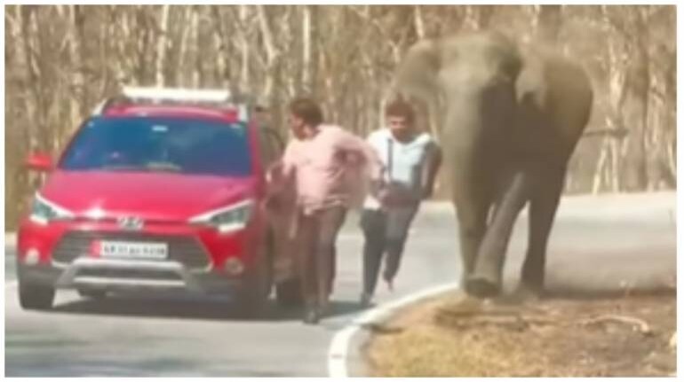 Heart-pounding video shows wild elephant charging at 2 men
