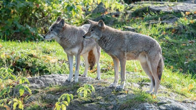 Chernobyl’s mutant wolves have developed anti-cancer abilities