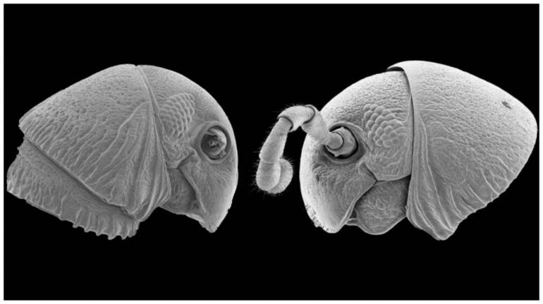 New alien-looking millipede species with 200 legs discovered in African ...