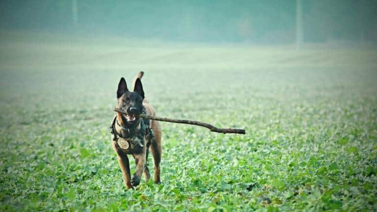 Why the NSG is replacing Labradors with Belgian Malinois