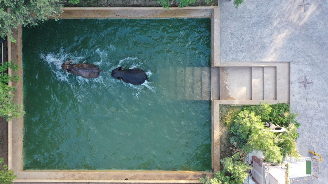 Here's a glimpse of Reliance Foundation's animal rescue and ...