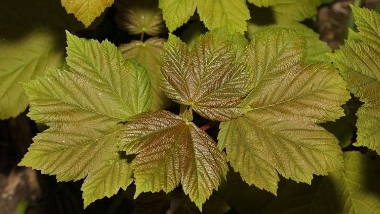 Study finds harmful invasive plants can stay dormant for centuries ...
