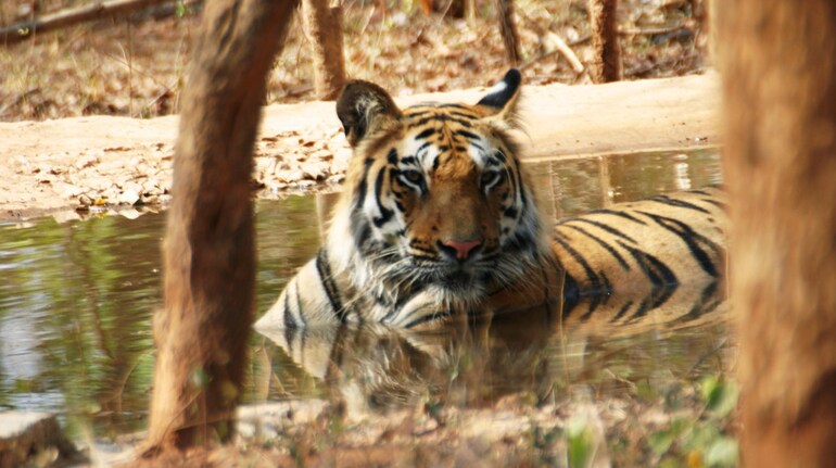 International Tiger Day 2024: date, history, significance and global ...