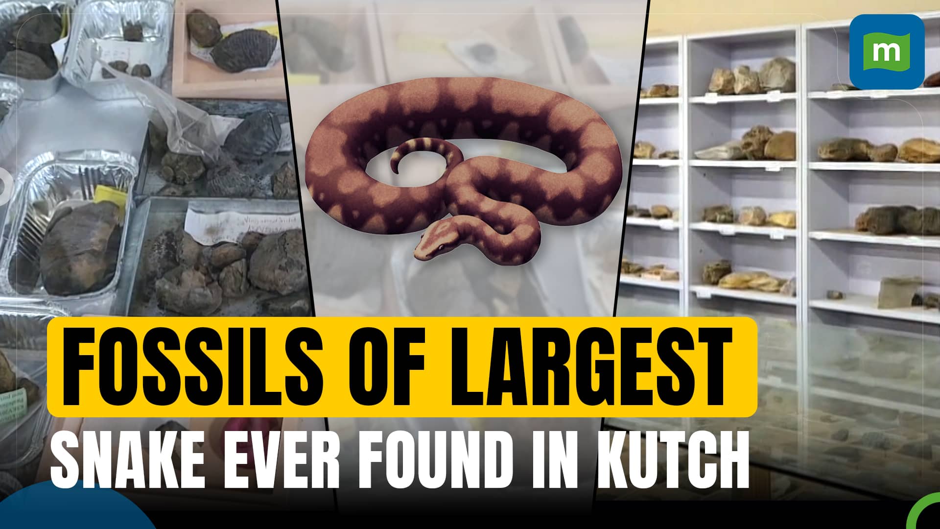 IIT Roorkee professors discovere fossils of possibly the largest snake ...