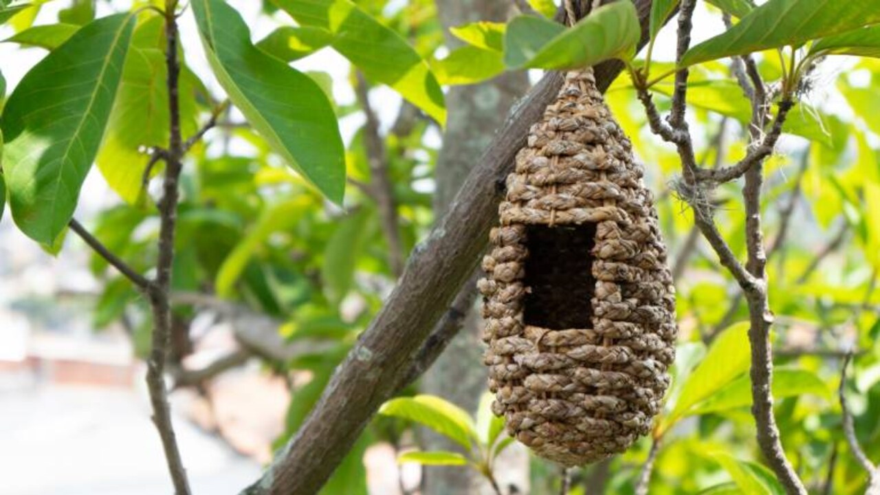 How to keep a bird nest safe in your home garden | Moneycontrol News