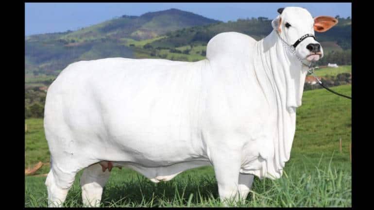 An Indian breed is the world's most expensive cow fetching $4.3 million ...