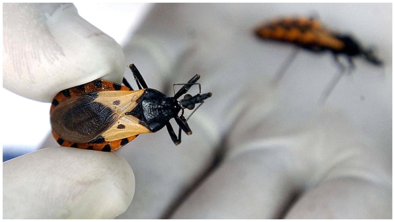 What is Chagas disease, an infection caused by 'kissing bugs' affecting ...