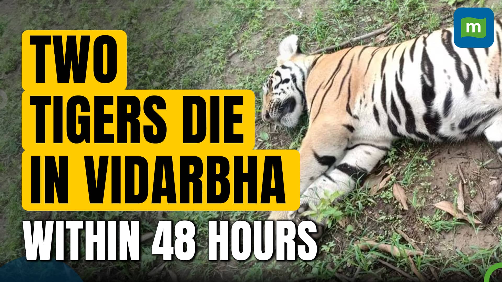 Two tigers die within 48 hours in Vidarbha region of Maharashtra