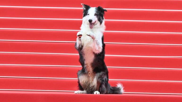 'Anatomy of a Fall' fame dog Messi surprises photographers at Cannes ...