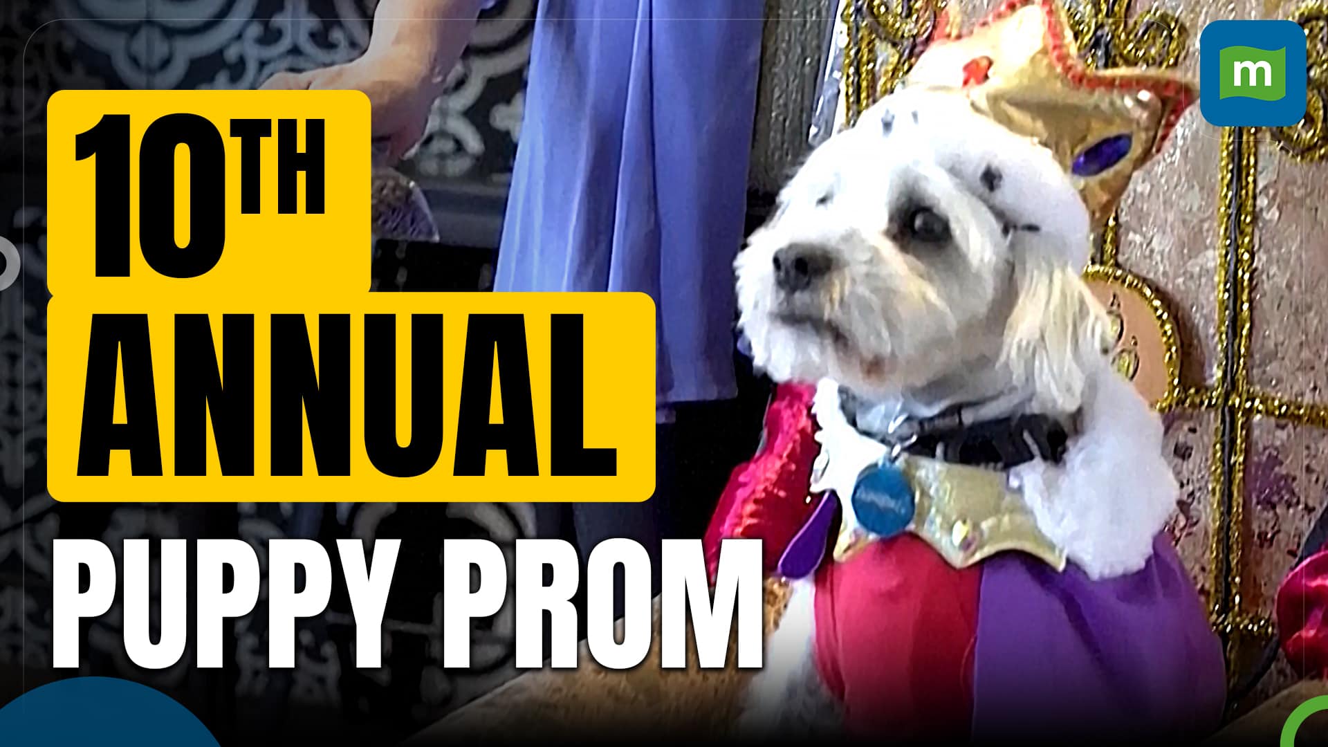 Annual Puppy Prom: Pooches Compete To Be Voted Prom King and Queen