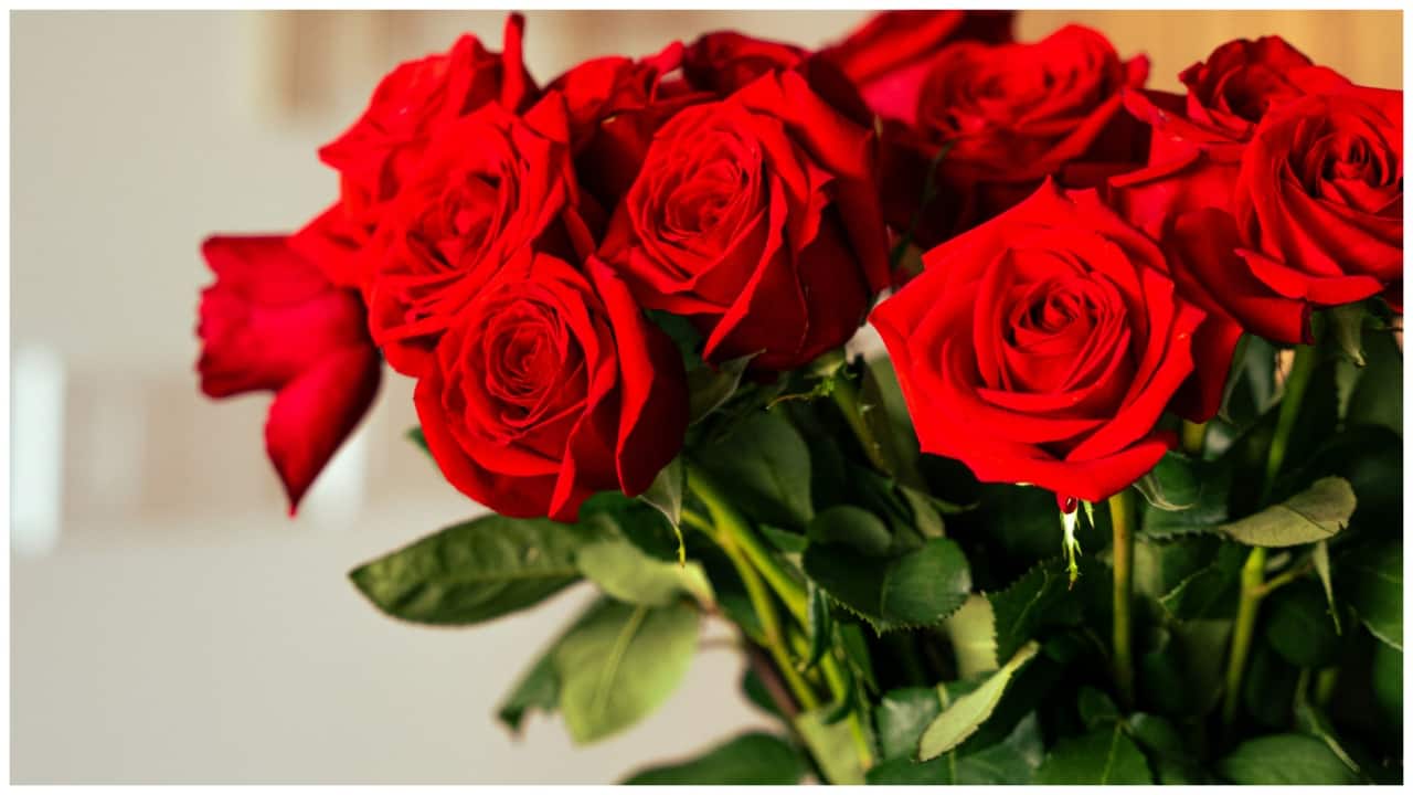National Red Rose Day 2024: Date, history, significance and how to ...