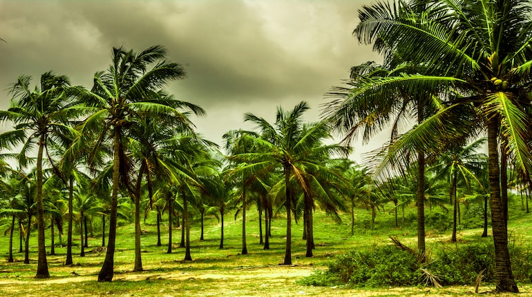 'Unable to bend ego as easily as coconut tree does to wind': Kerala HC ...