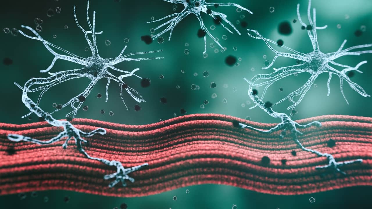 Understanding neuromuscular diseases: Types, treatment and preventive ...
