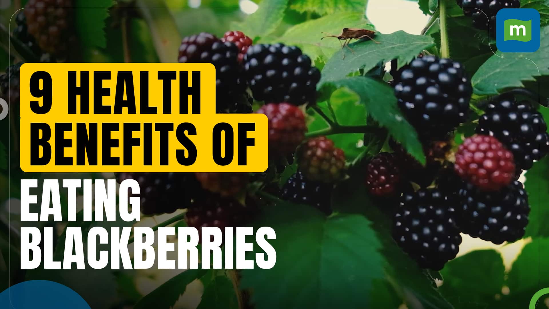 9 Health Benefits Of Eating Blackberries