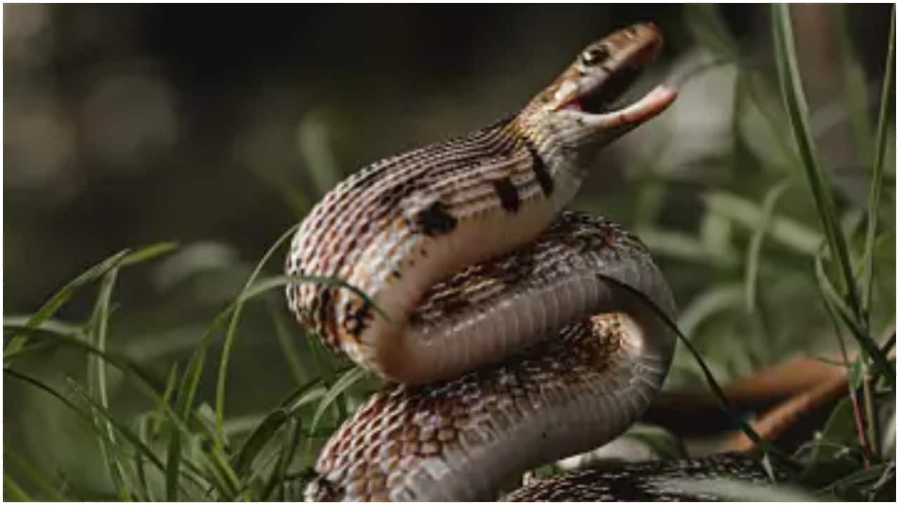 Snake slithers into high-voltage substation, causes power outage for ...