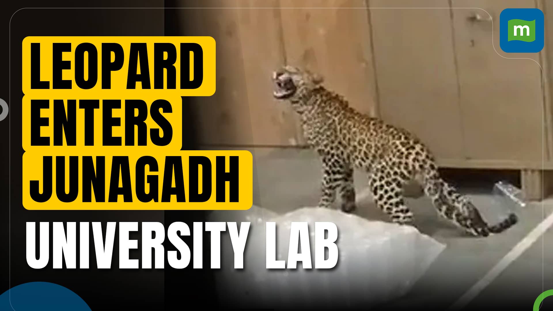 Leopard enters bio energy laboratory at Junagadh Agricultural University