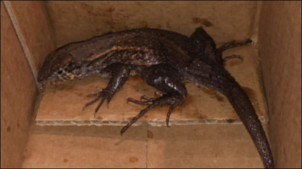 Woman gets massive lizard in Amazon package instead of air fryer. Viral ...