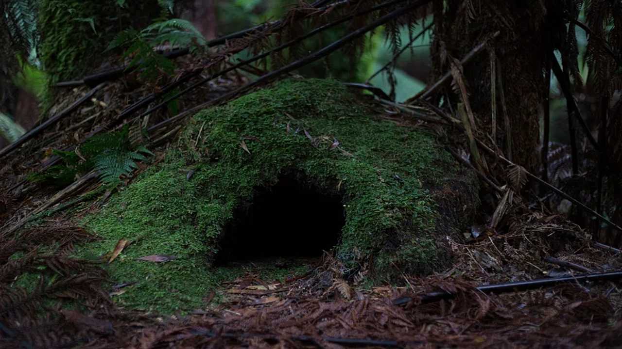 Jharkhand girl who went missing 3 months ago found living in cave ...
