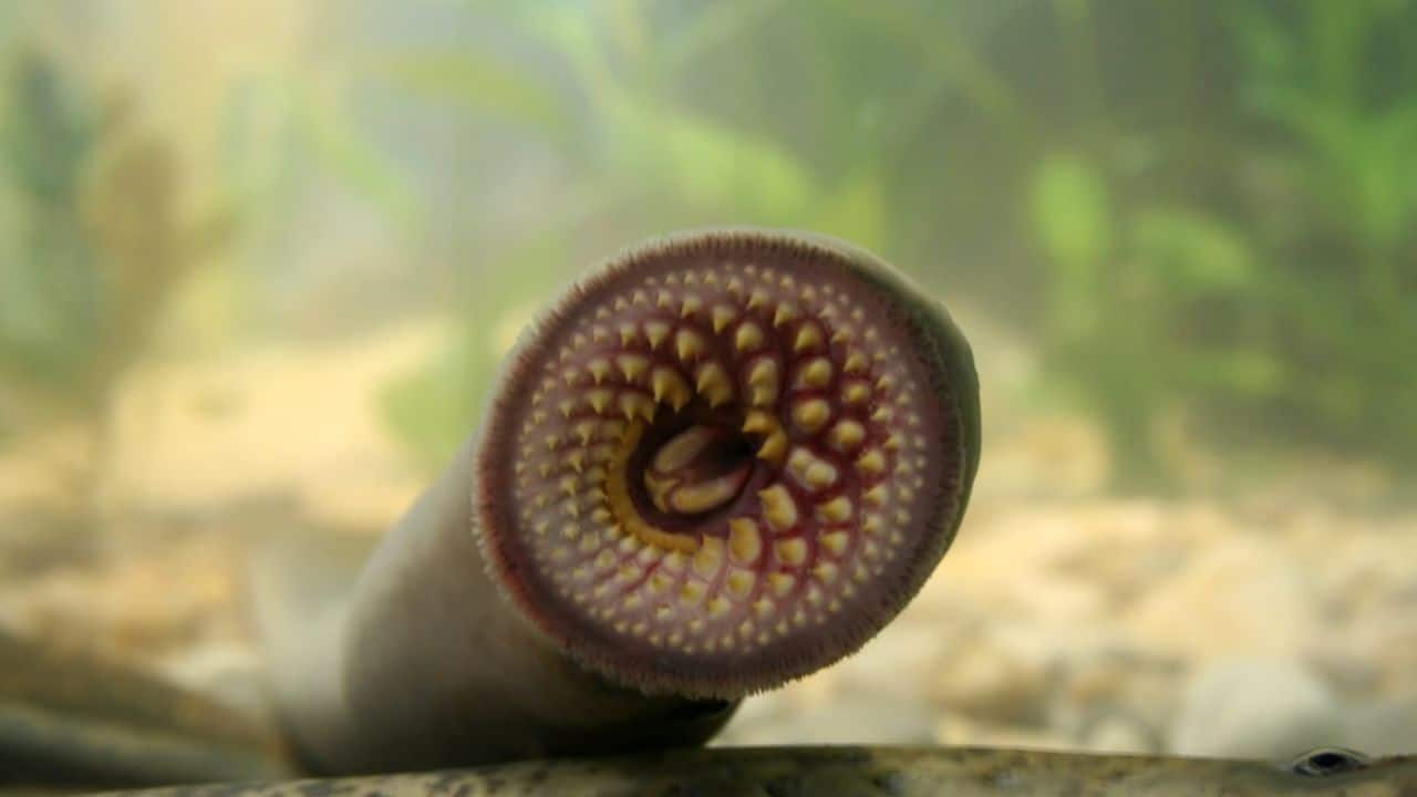 Did Humans Originate from Ancient Jawless Blood-Sucking Fish? Here’s ...