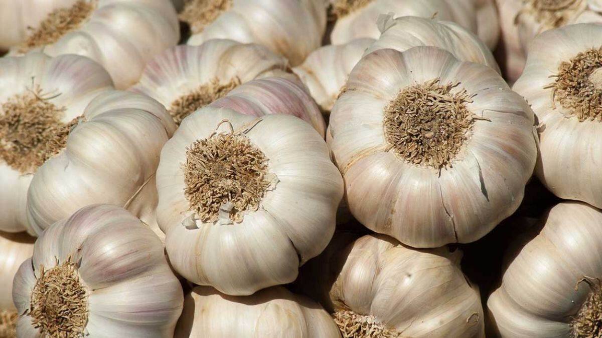 Garlic is vegetable or spice? What Madhya Pradesh High Court decided