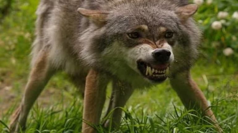 Bahraich wolf attack: Man eater wolves attacking children sleeping in ...