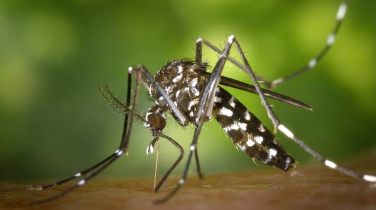 Google has a 64 million male mosquito plan to reduce mosquito ...
