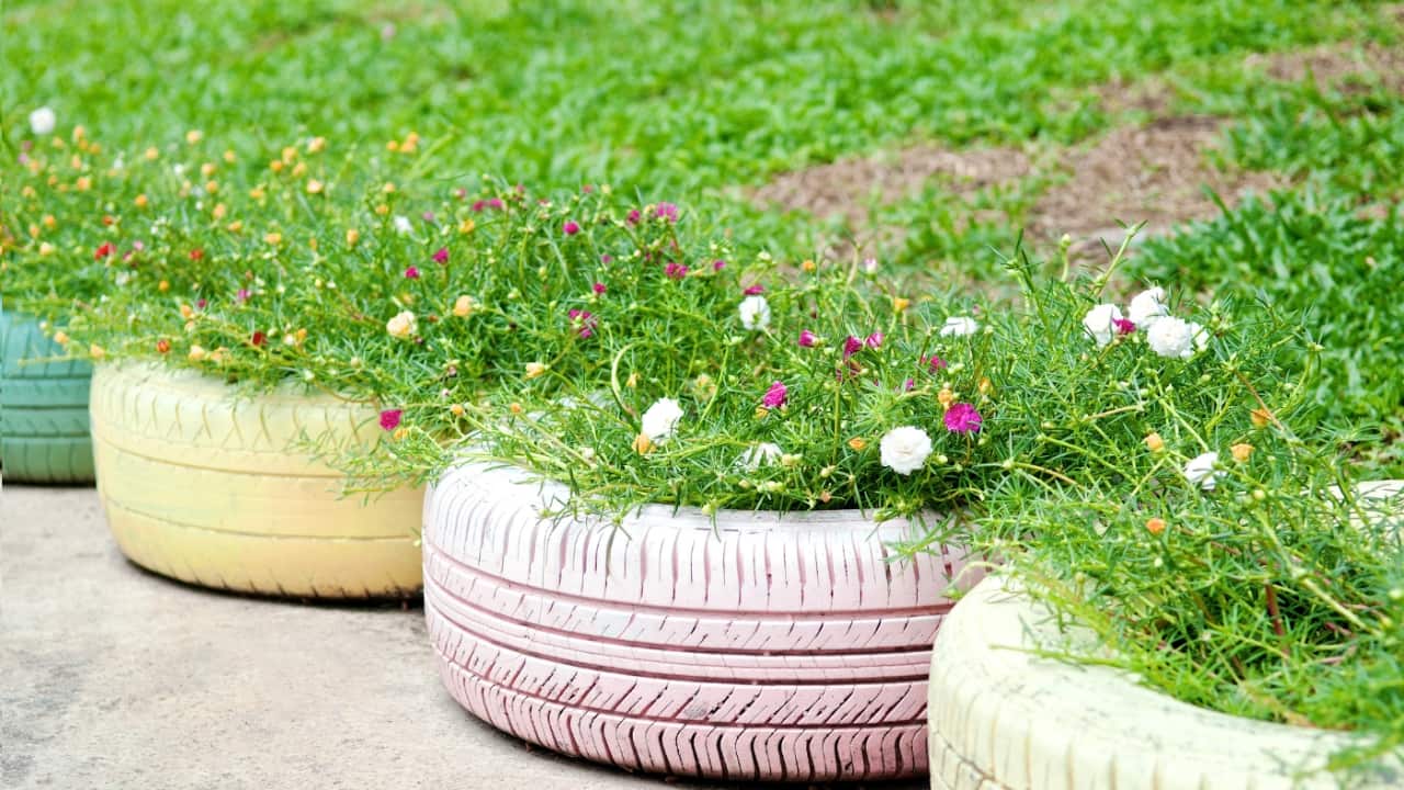 Gardening tips: Got a green thumb? Try tyre gardens, where creativity ...