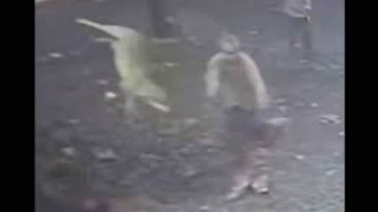Watch video: Jackal attacks 2 men in Madhya Pradesh, they toss it 15 ...