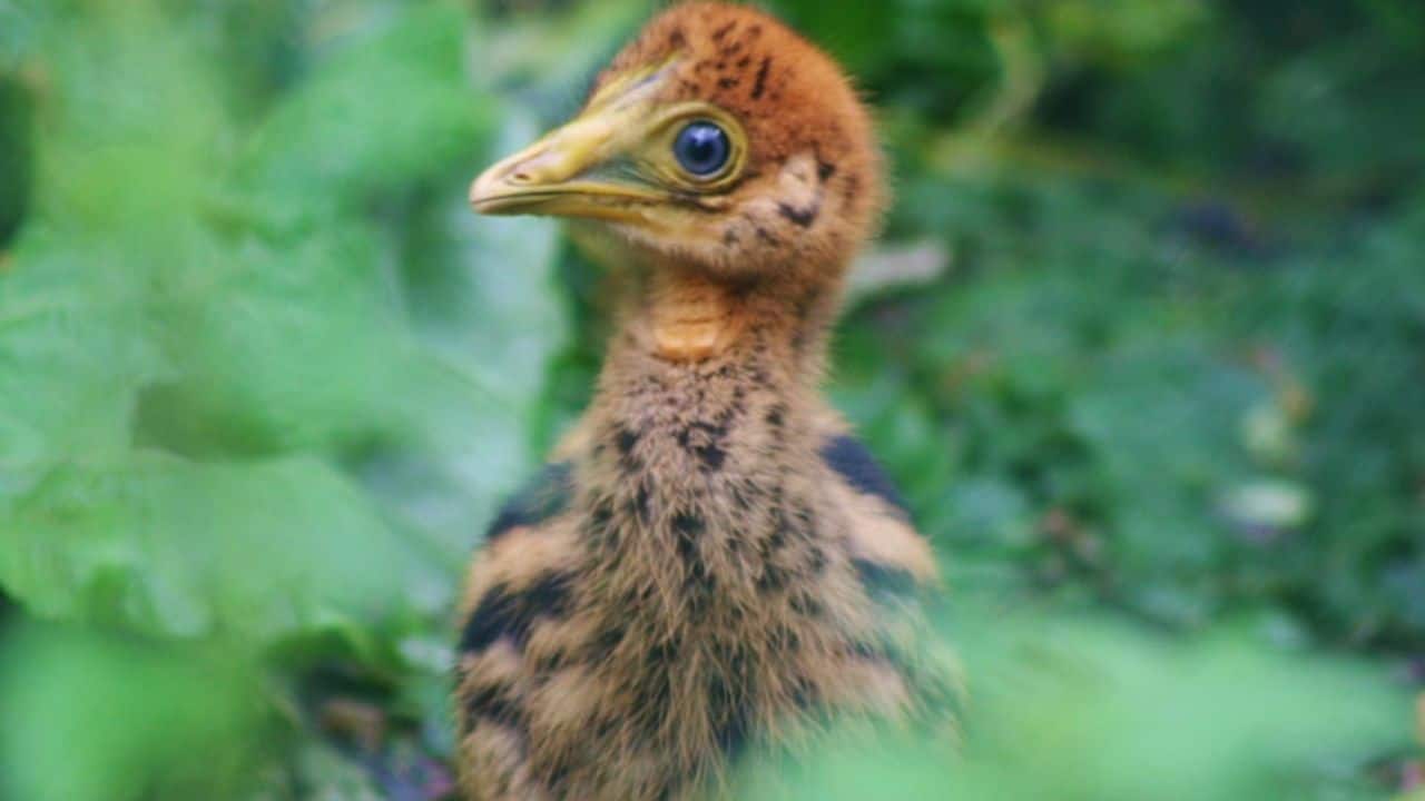 Birth of 'world's most dangerous bird': Cassowary chick hatched in the ...
