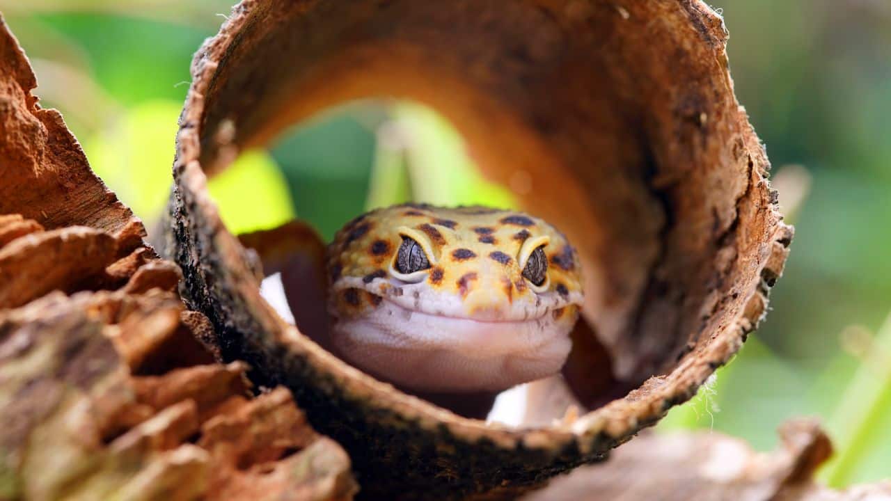 Scientists discover hidden 'superpowers' in geckos that could treat ...