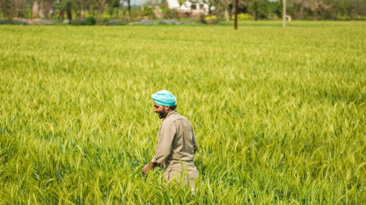 National Farmers Day 2024: Date, history and significance National Farmers Day 2024: Date, history and significance