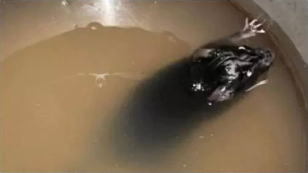 Rats found in cooking pots at IIT Roorkee mess, viral videos spark ...