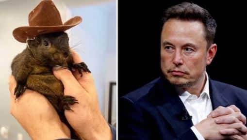 Elon Musk fumes after social media star squirrel Peanut euthanised for ...