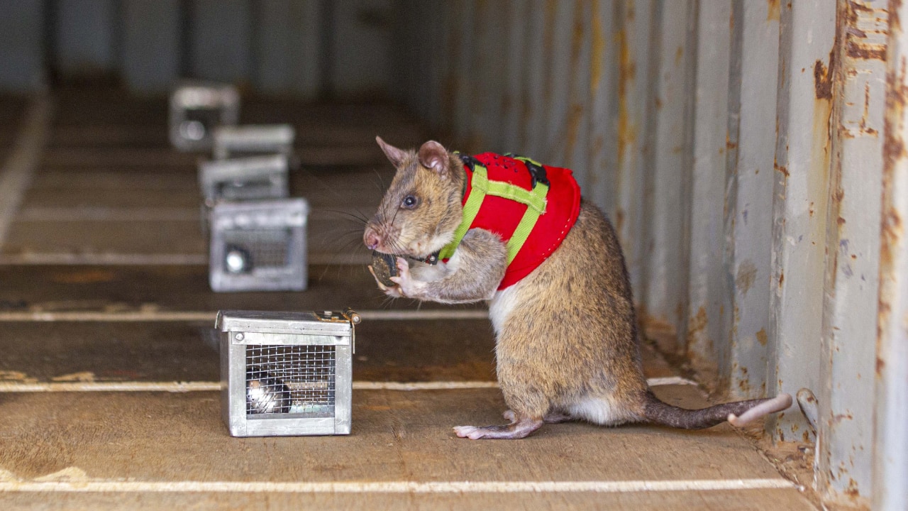 Giant Rats on Patrol: Study Suggests Rodents May Help Fight Illegal ...