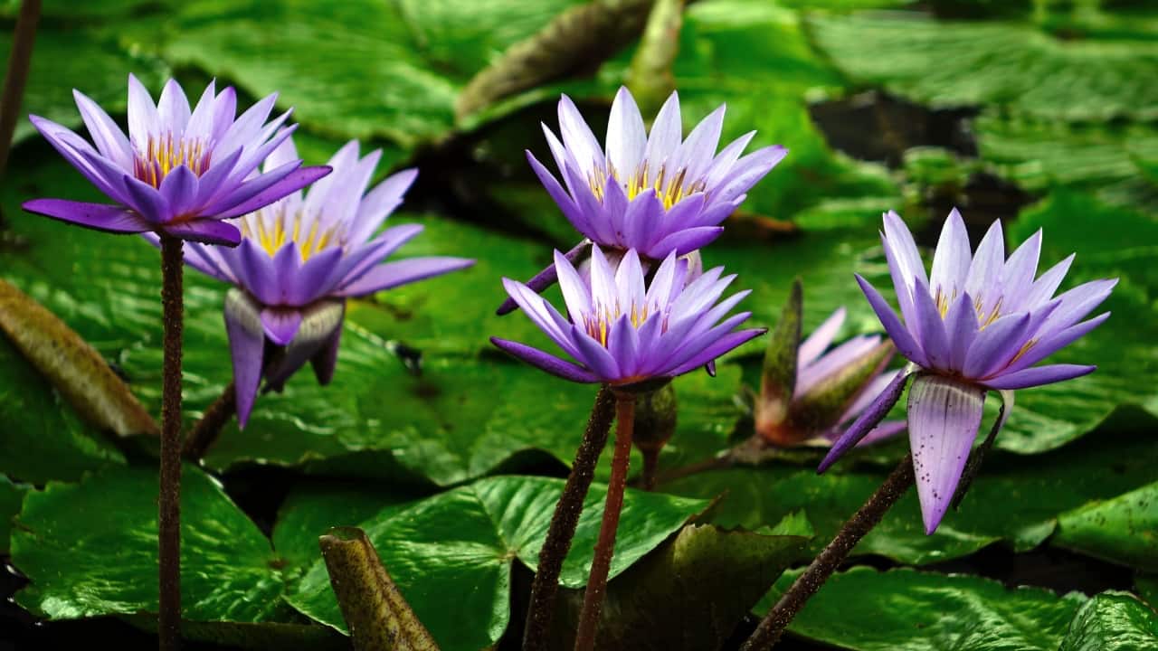 Growing a lily pond at home: Choose the right container and soil, and ...