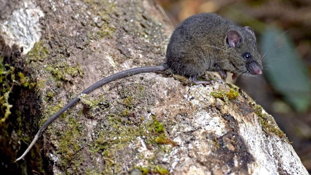 Meet Otavalo’s Andean Mouse: New Species with Tail Longer Than Its Body ...